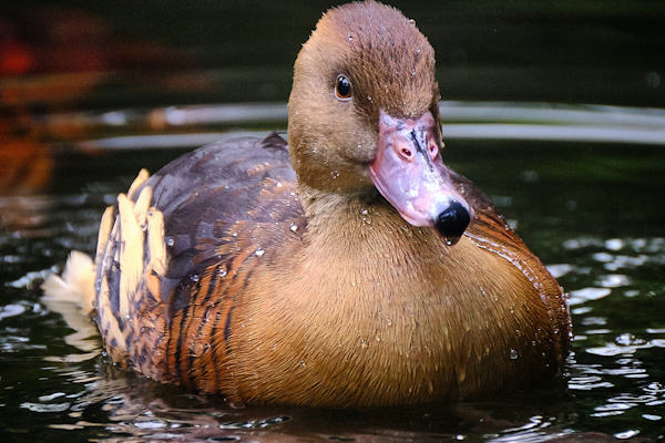 SecuringIndustry.com - Duck feather-inspired film has anti-counterfeit ...